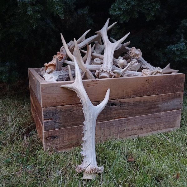 Deer Antler Decor - Etsy