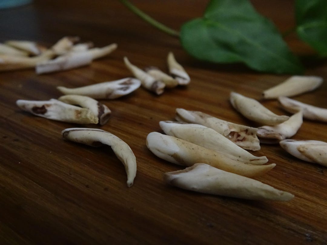 Neat, Real Animal Teeth Set, Real Teeth, Deer Teath, Dzik Teeth, Slim ...