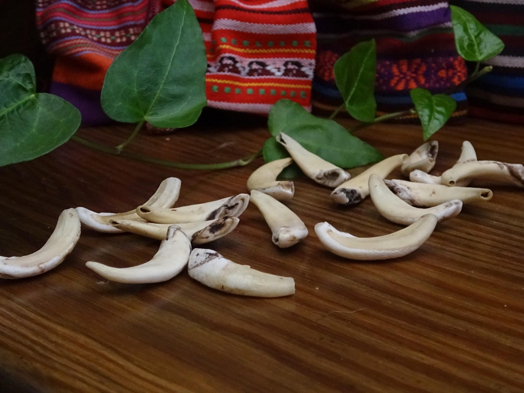 Curved Real Animal Teeth Set, Real Teeth, Natural DIY Projects Supplies ...