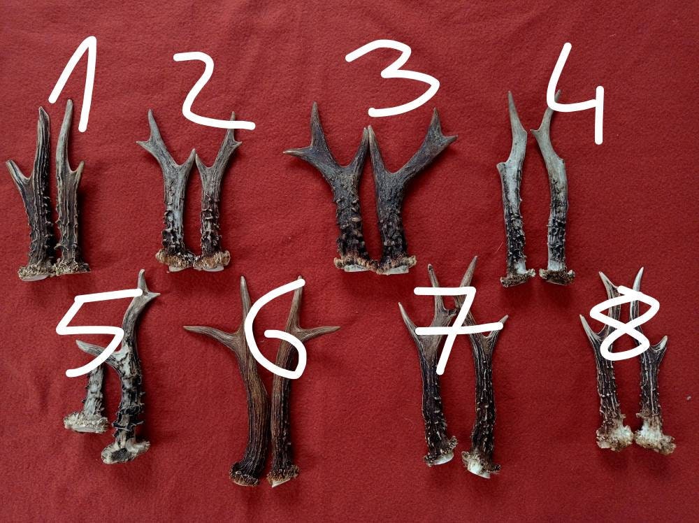 Real Roe Deer Antlers Real European Roe Deer Antlers | Etsy