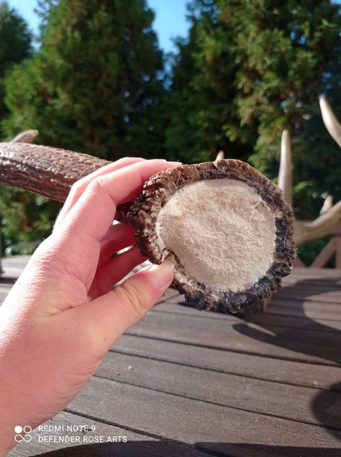 Real Huge European Red Deer Antlers Shed Antlers Antler - Etsy