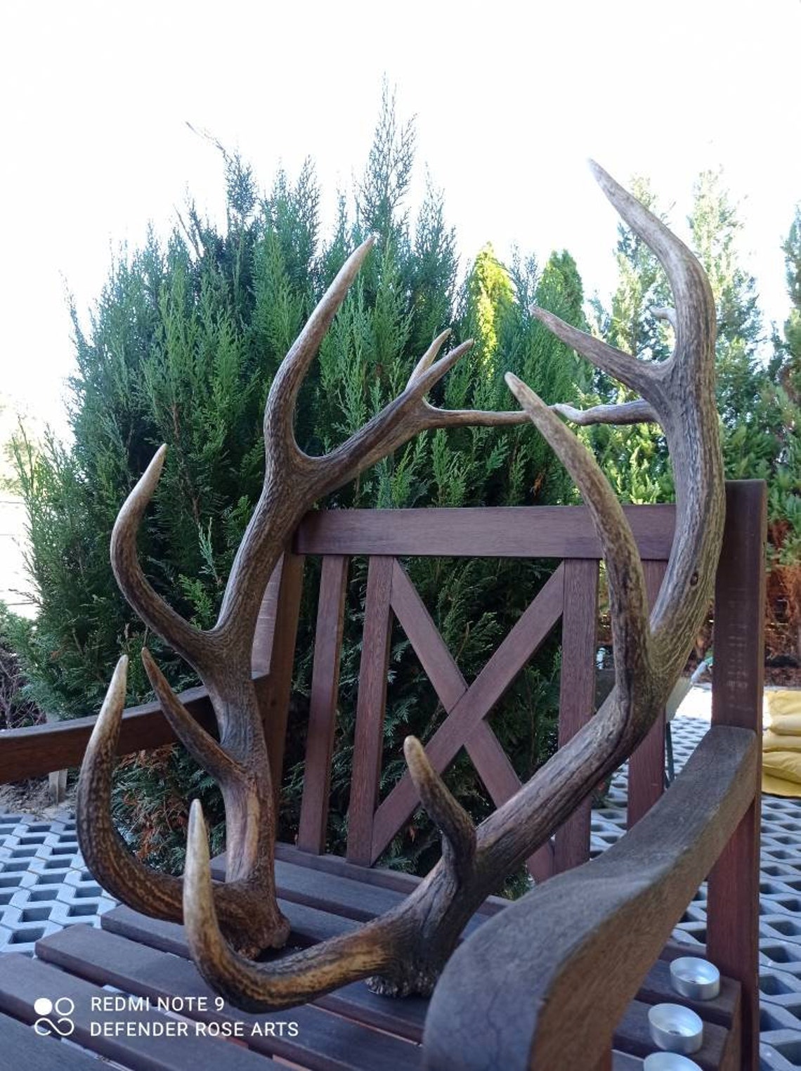 Real Huge European Red Deer Antlers Shed Antlers Antler - Etsy