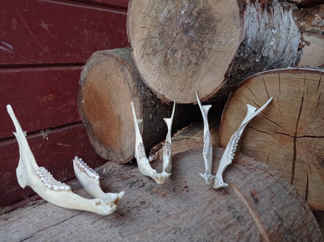 Lower Jaw Bone Real Roe Deer Lower Jaw Bone | Real Bone Roe Deer ...