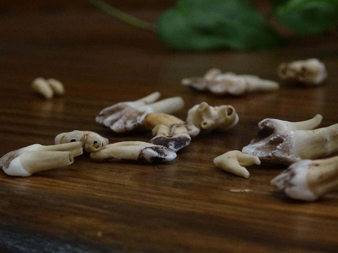 Roe Deer Teeth Set | Real Teeth | Deer Teath | Present Set | Viking ...