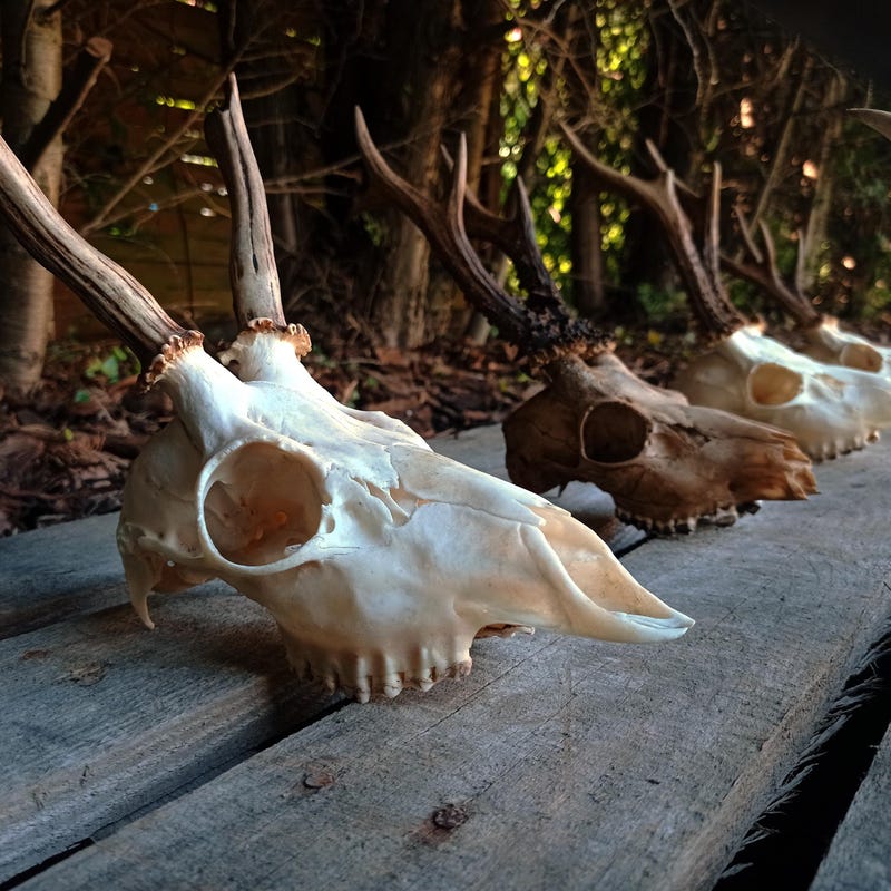 Real Animal Skull - Etsy