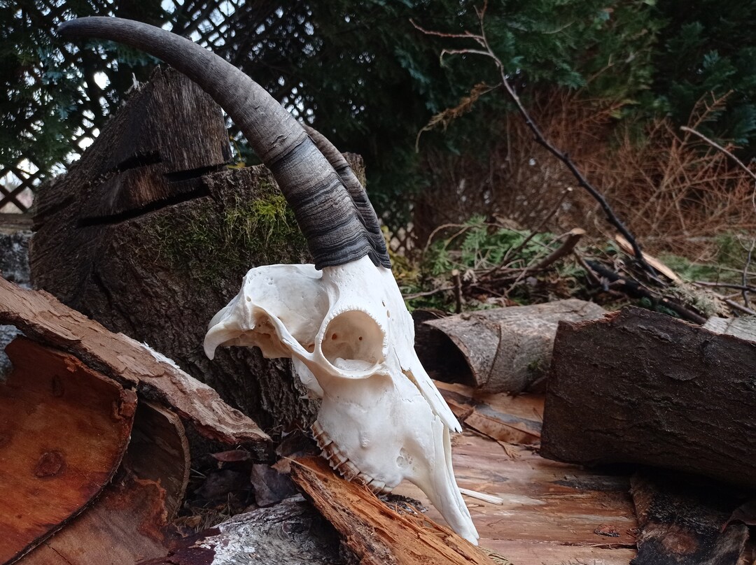 Cute Goat Skull With Pointy Horns | Real Goat Skull | Custom Carving ...