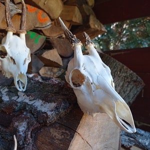 Neat Roe Deer Skulls | Classy Real Roe Deer Skulls Rustic Home Decor ...