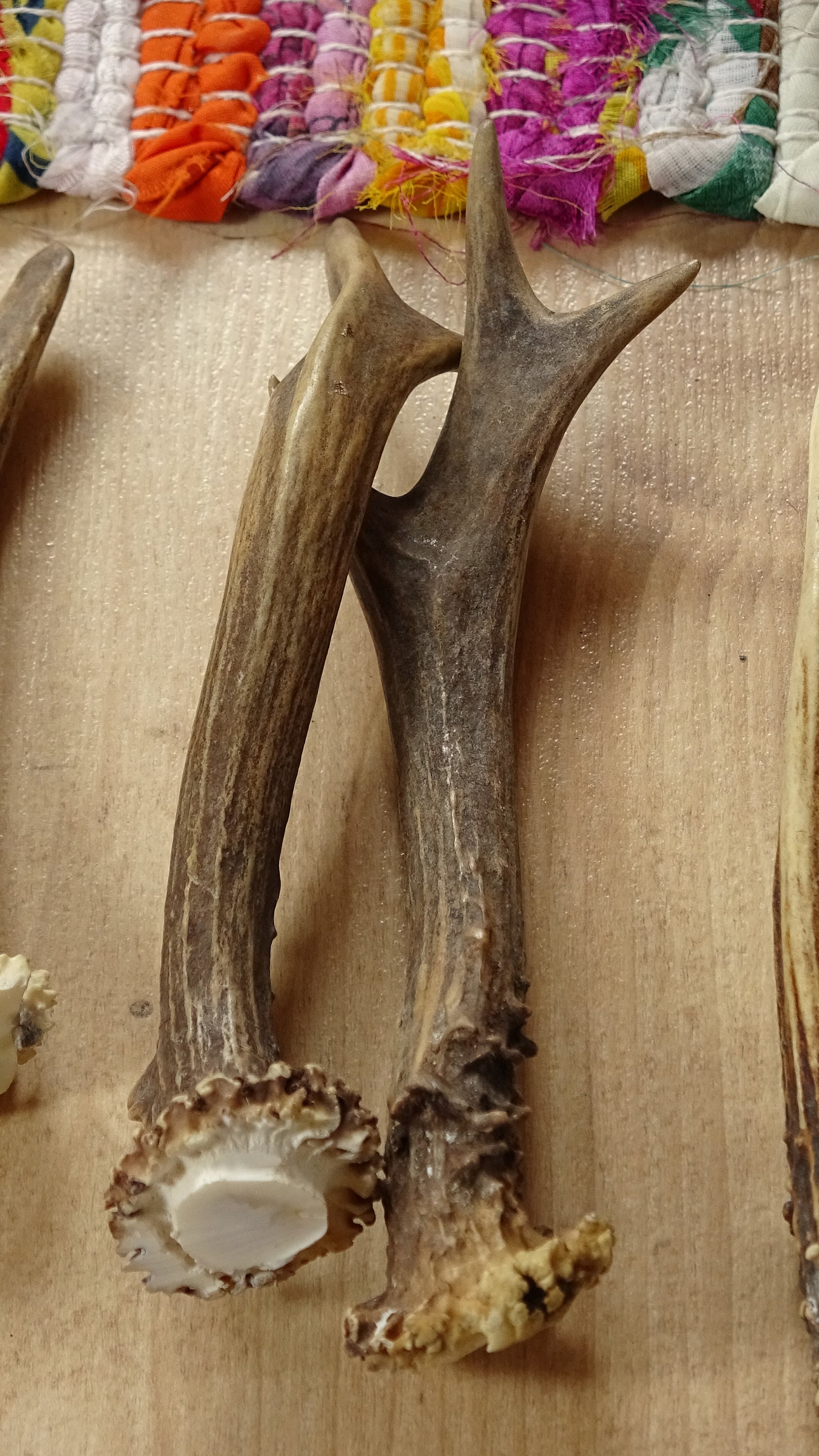 Real Roe Deer Antlers Real European Roe Deer Antlers | Etsy