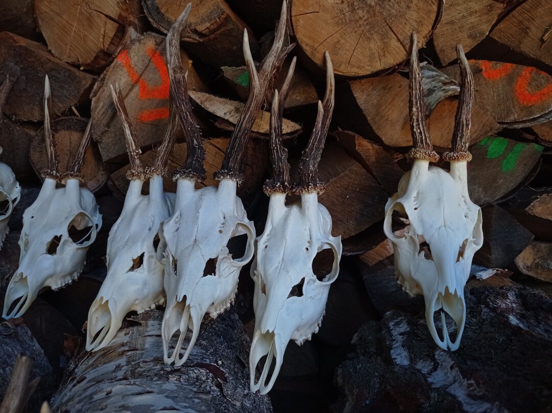 Neat Roe Deer Skulls | Classy Real Roe Deer Skulls Rustic Home Decor ...