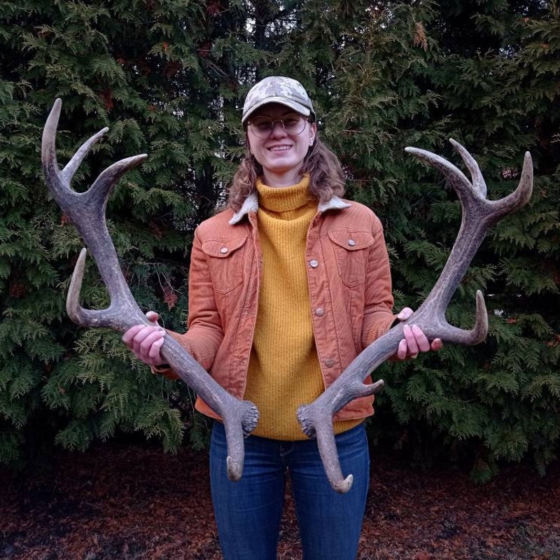 Deer Skull Antlers - Etsy