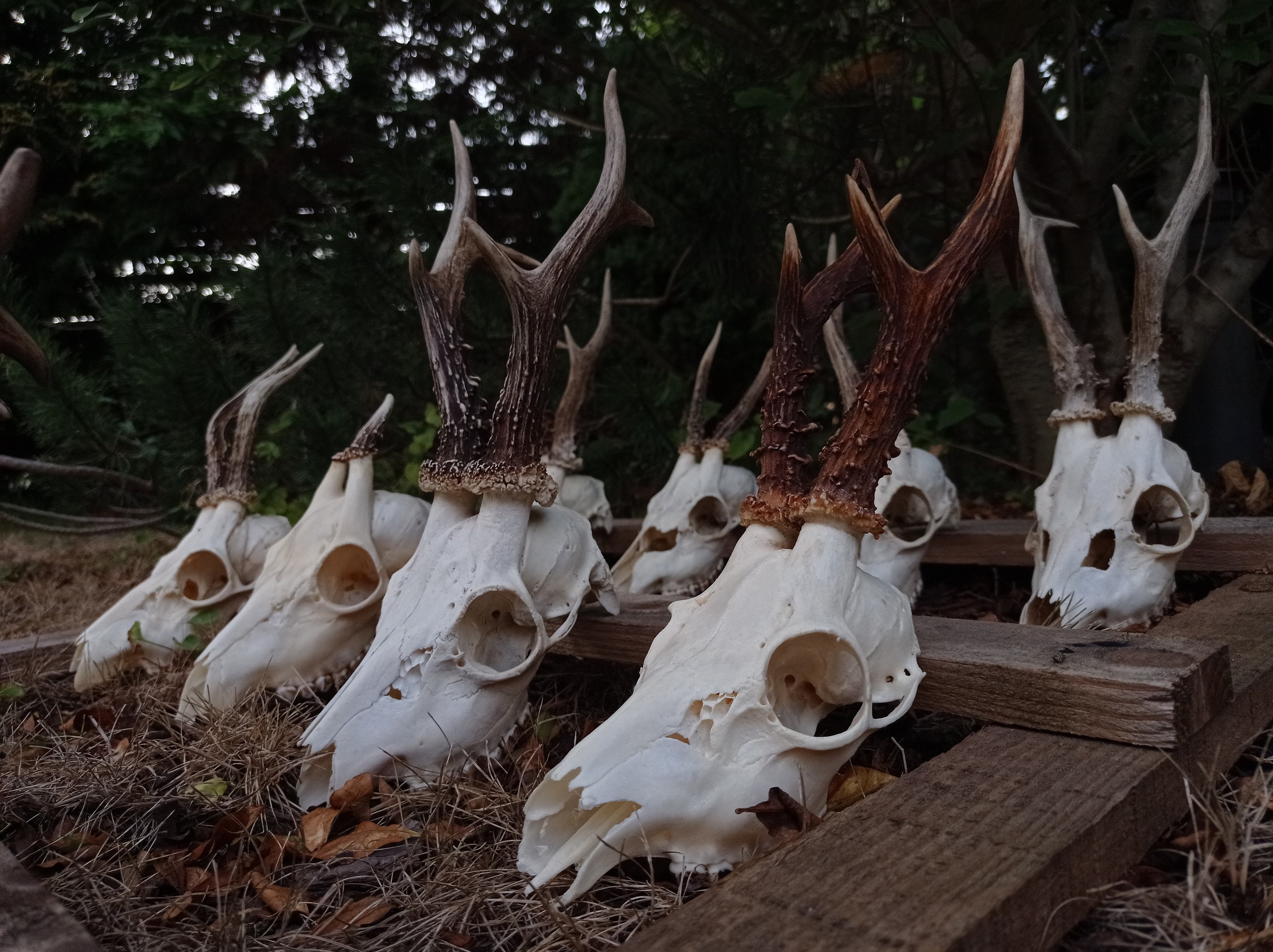 Whitetail Deer Skull Anatomy