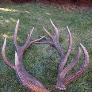 European Red Deer Antlers: Large Brown Shed Antler Set - Etsy