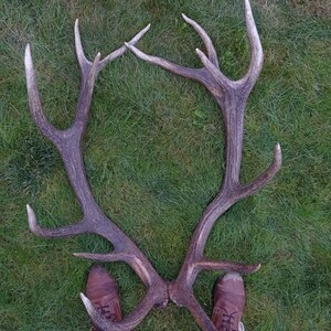 European Red Deer Antlers: Large Brown Shed Antler Set - Etsy