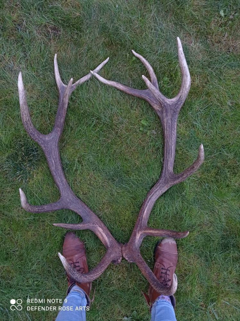 Real Huge European Red Deer Antlers Shed Antlers Antler - Etsy