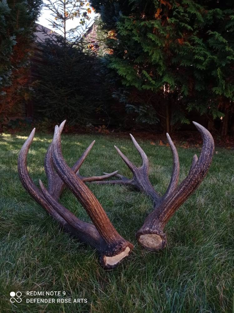 Real Huge European Red Deer Antlers Shed Antlers Antler - Etsy
