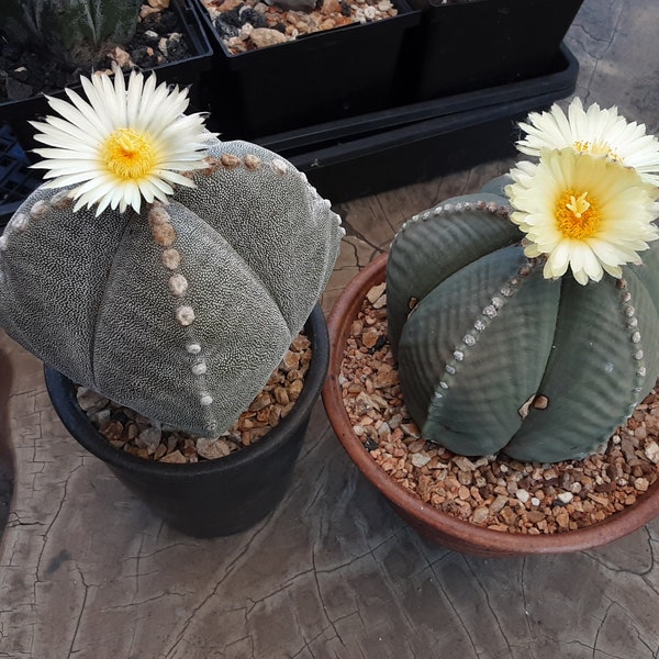 Astrophytum Seeds - Etsy