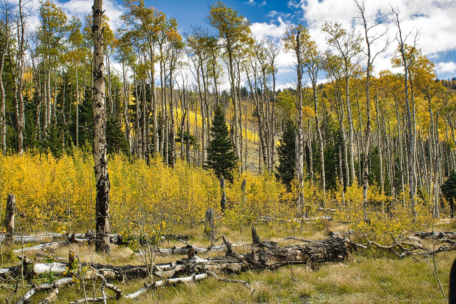 Natural Decay - Mountain Landscape Photo on Canvas, Landscape Wall Art ...