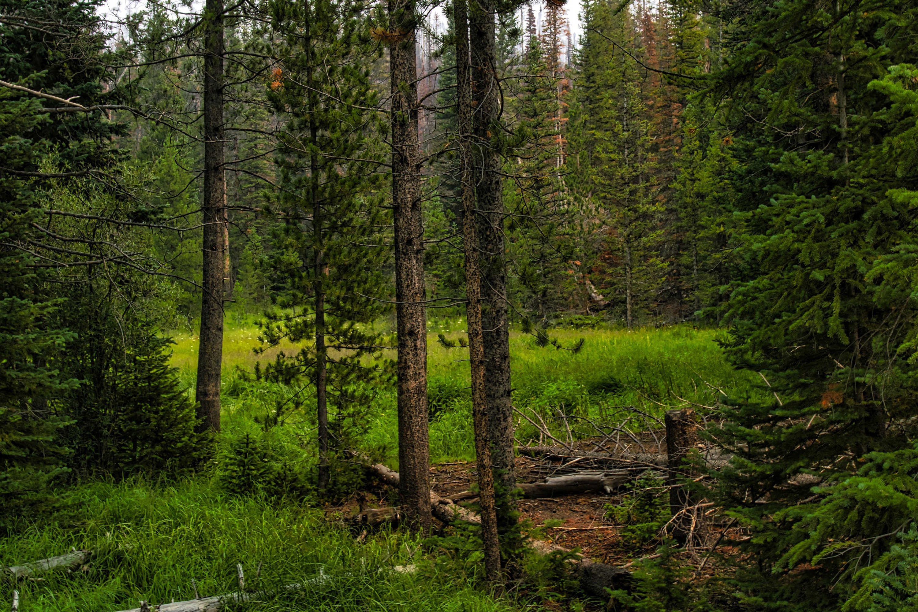 A Small Mountain Meadow - Mountain Landscape Photo on Canvas - 0241 - Etsy