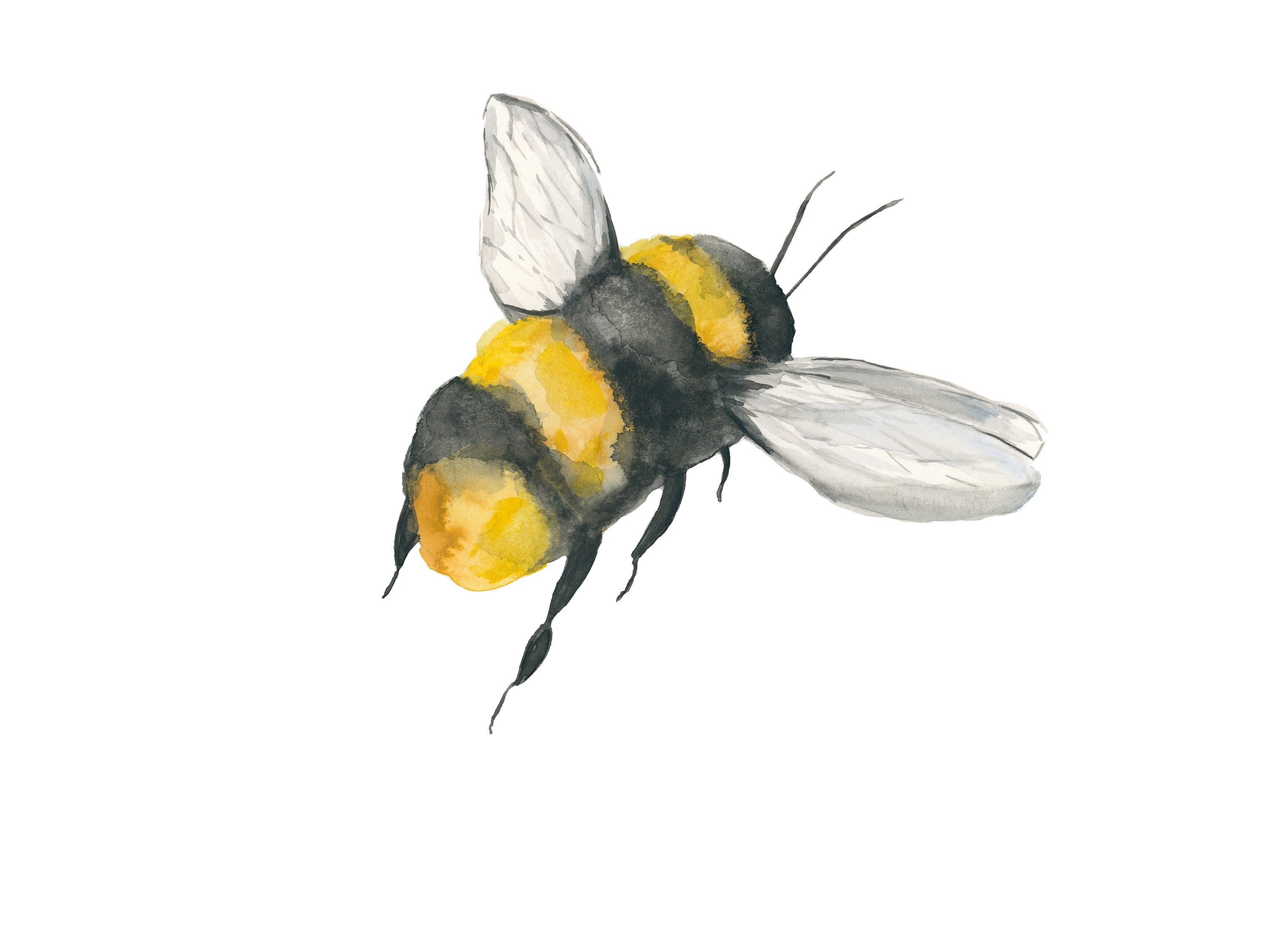 Bumble Bee Watercolor Print Bumble Bee Art Bee Print - Etsy