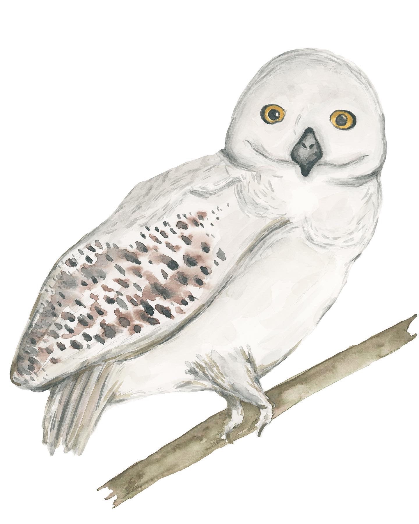 Wizard Prints Glasses and Lighting White Owl Magic Wand - Etsy