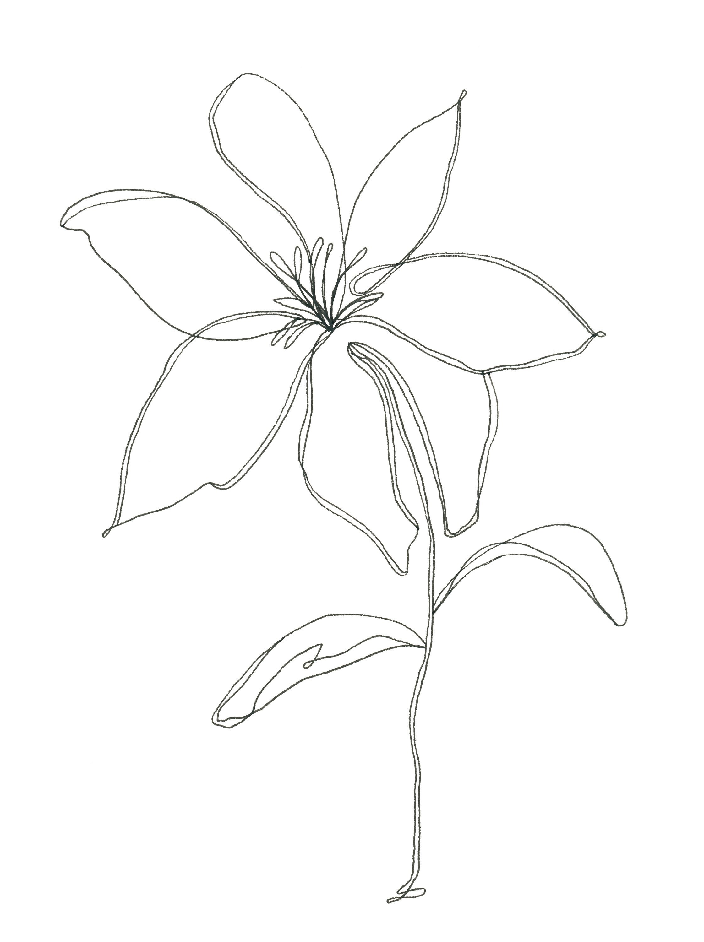 Floral Line Art, Line Art Print, Line Art, Digital Print, Line Art ...