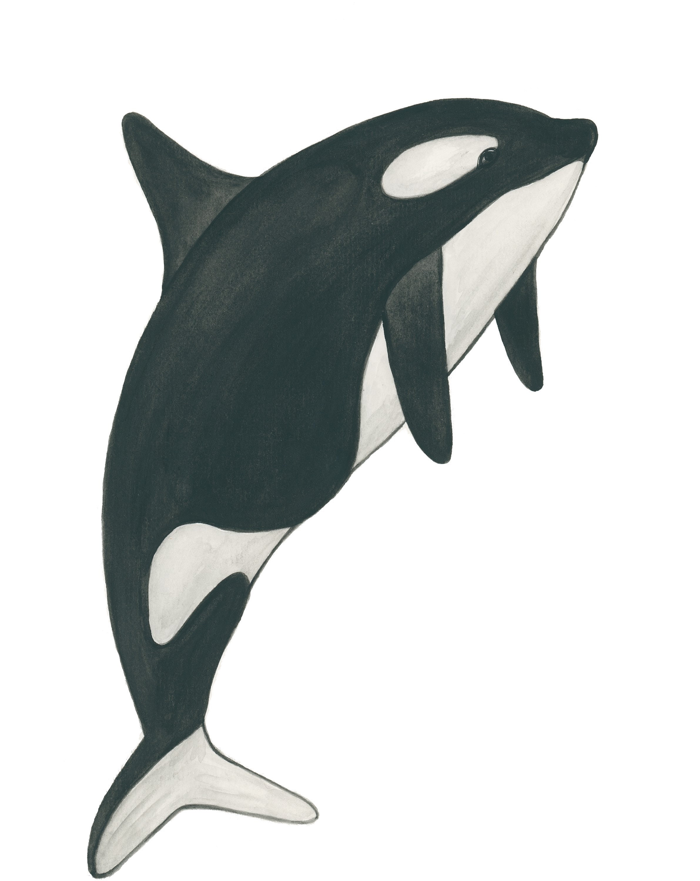 Orca Wal Aquarell Orca Wal Kunst Digitaldrucke nautische | Etsy