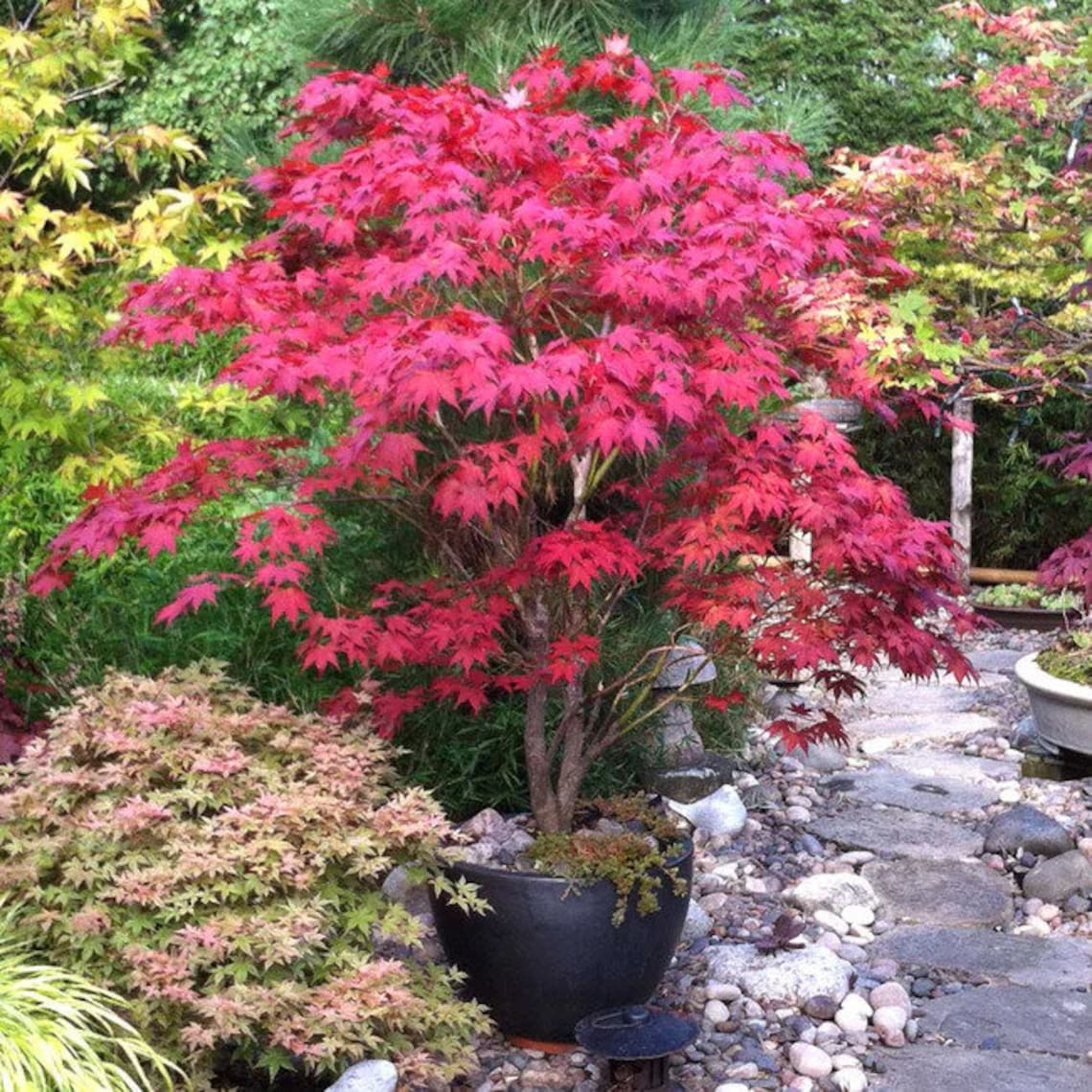 Bloodgood Japanese Maple Tree (acer Palmatum 'bloodgood') Seeds - NEW ...