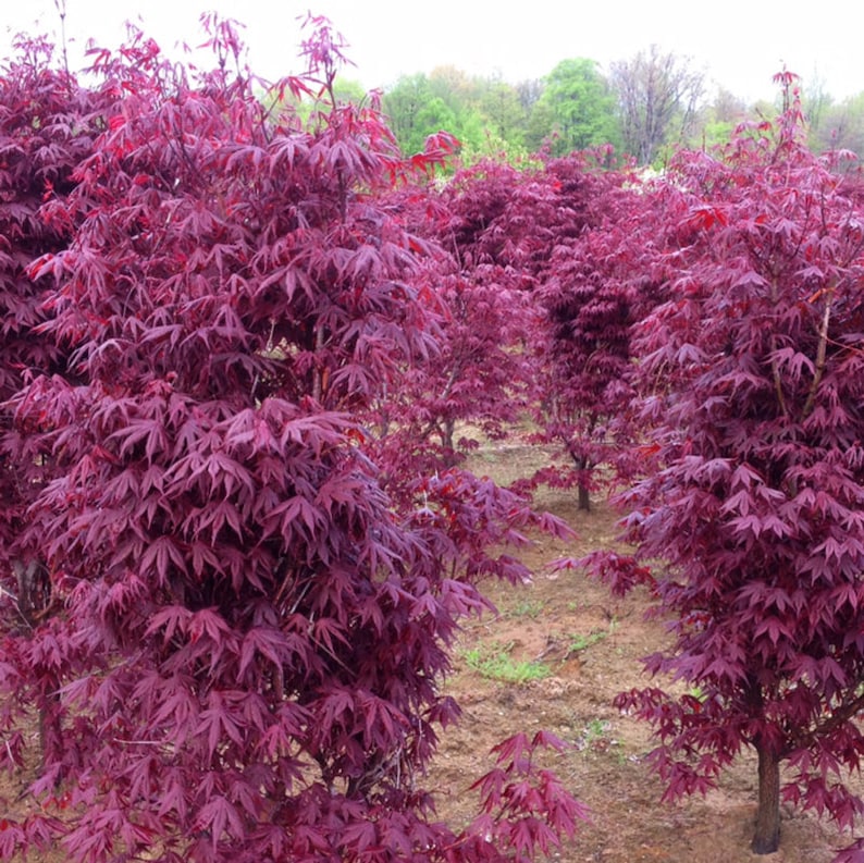 Purple Ghost Japanese Maple Tree (acer Palmatum 'purple Ghost') Seeds ...