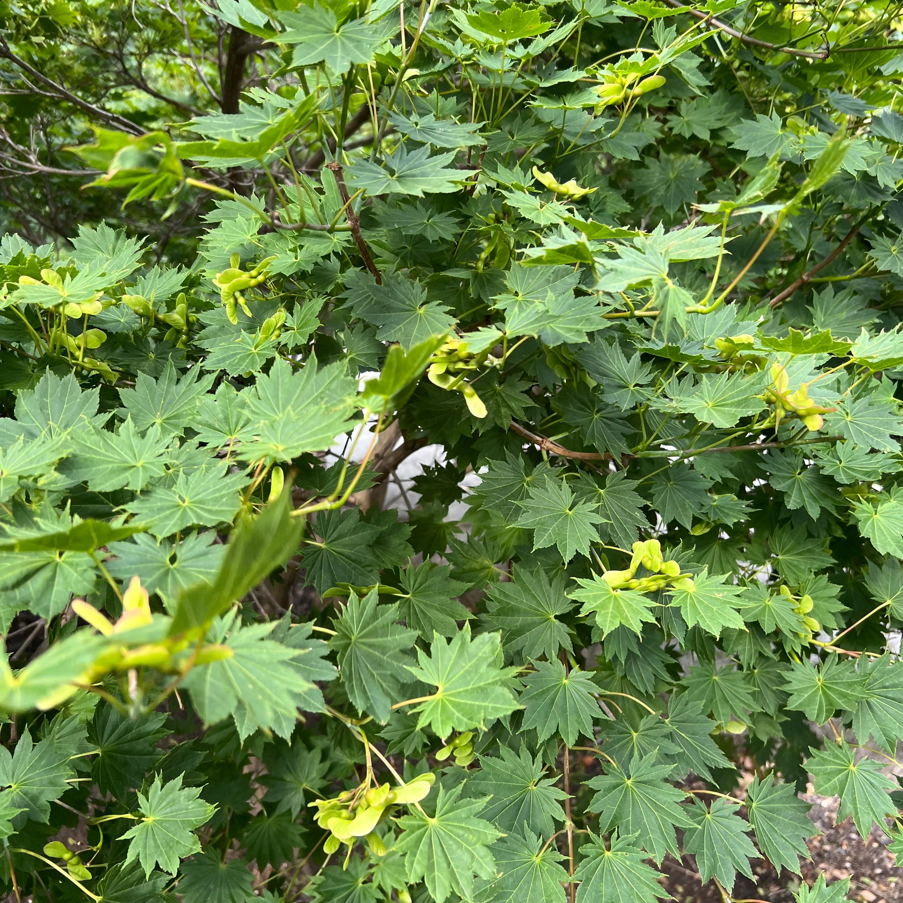 Junihitoe Full Moon Japanese Maple Tree (acer Shirasawanum 'junihitoe ...
