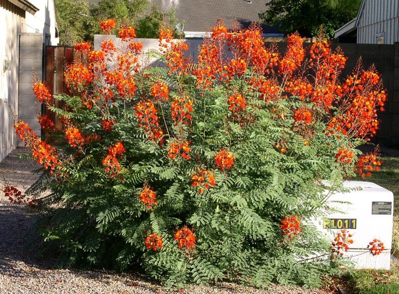 Pride of Barbados Plant caesalpinia Pulcherima Seeds - Etsy Australia