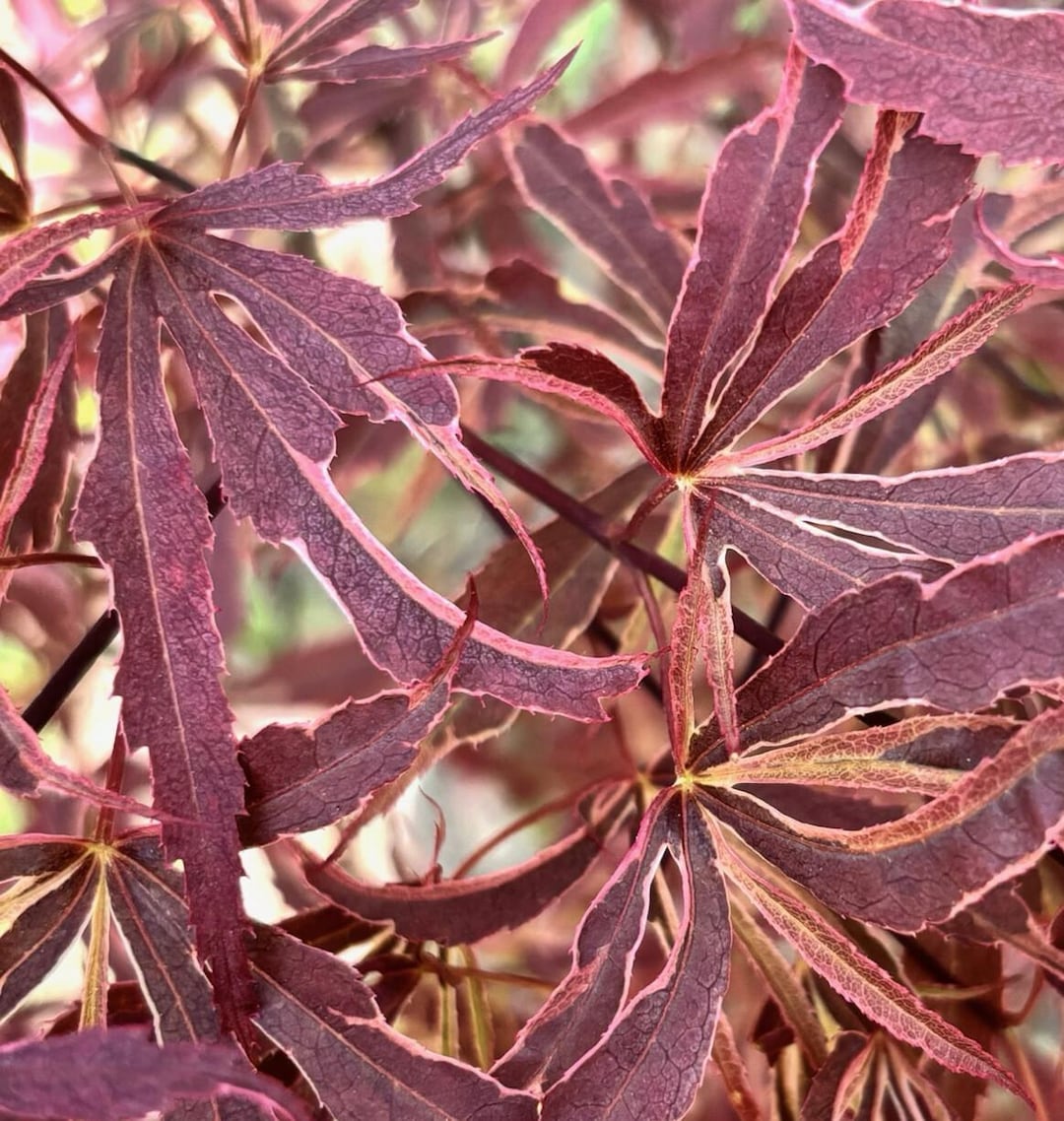 Beni-shi-en Japanese Maple Tree (acer Palmatum 'beni-shi-en') Seeds ...