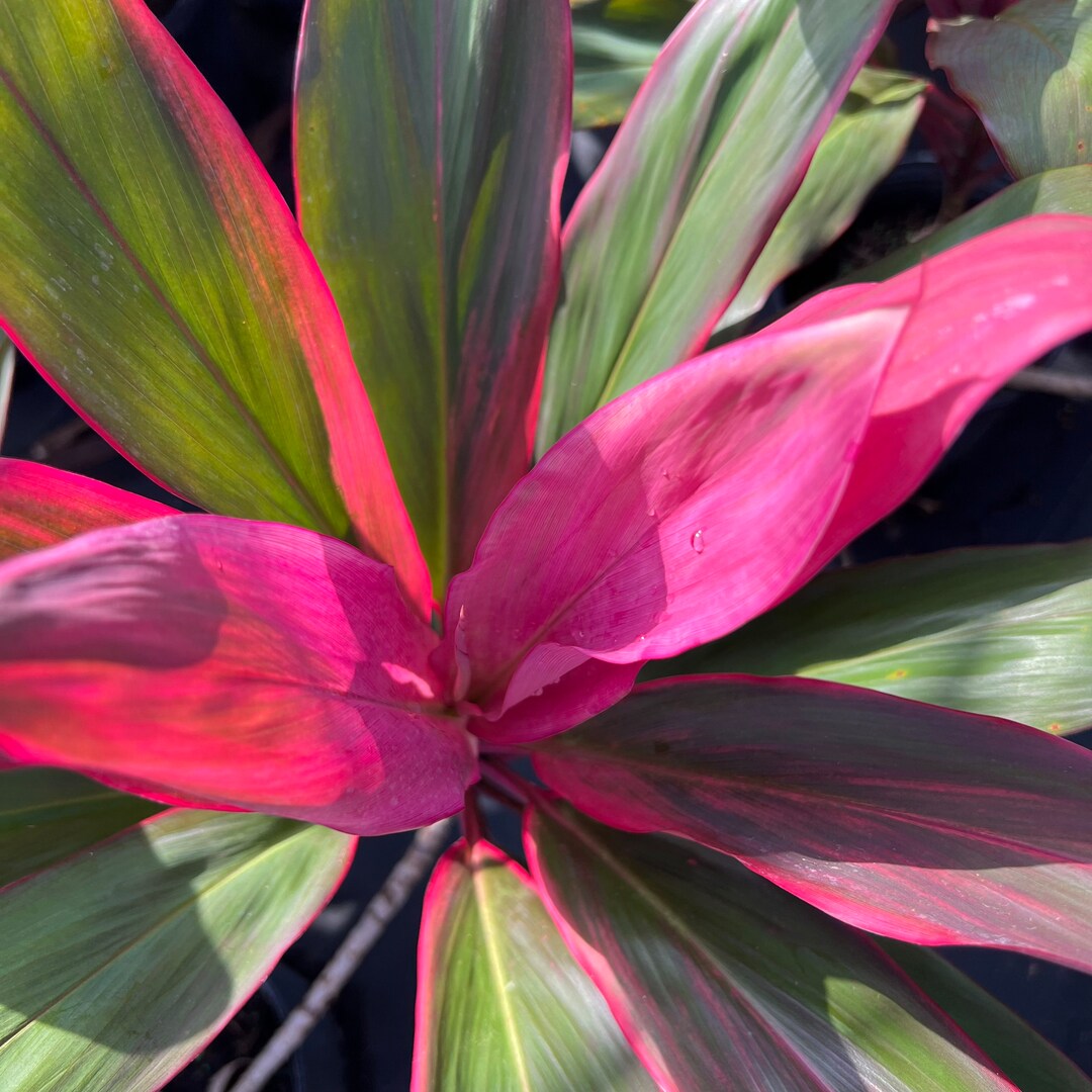 Jacki Ti Cordyline Ti Plant Seeds - NEW FOR 2024 - Etsy