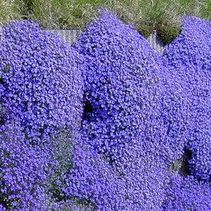 Blue Rock Cress Groundcover Plant (aubrieta Hybrida Cascade Blue) Seeds ...