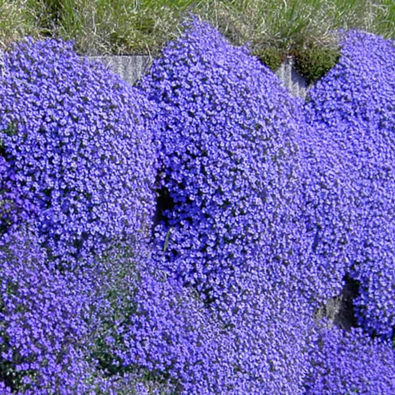 Blue Rock Cress Groundcover Plant aubrieta Hybrida Cascade - Etsy