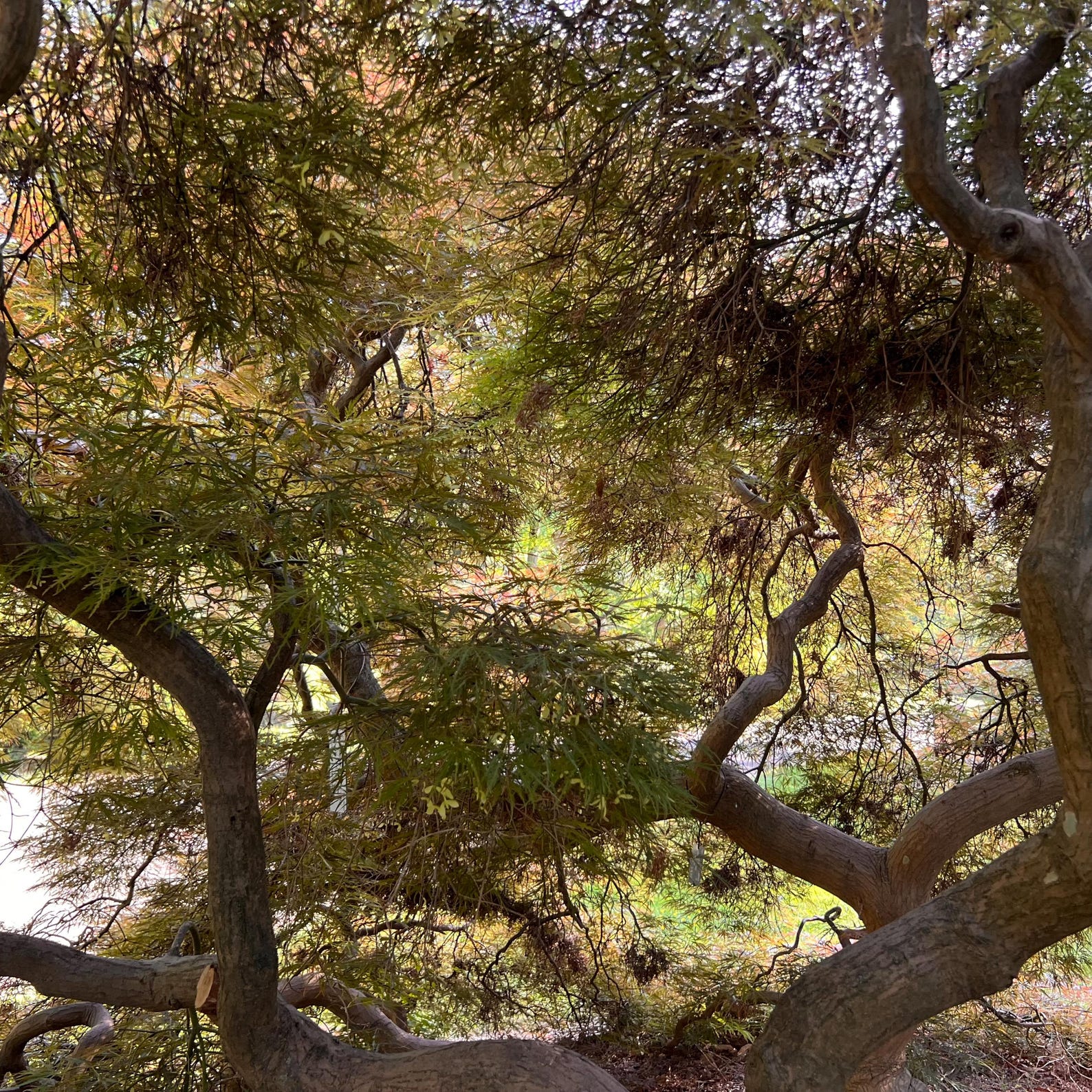 Ornatum Japanese Maple Tree (acer Palmatum 'ornatum') Seeds - NEW FOR ...