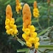 Candlestick Cassia Plant senna Alata Seeds - Etsy