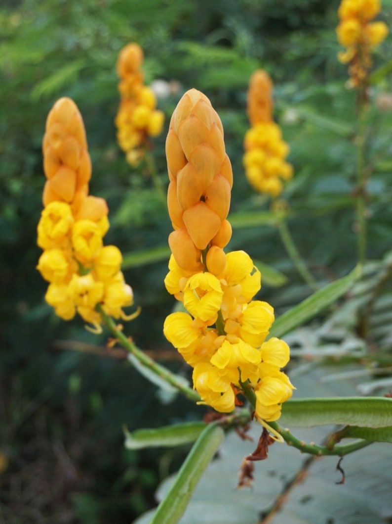 Candlestick Cassia Plant (senna Alata) Seeds - Etsy