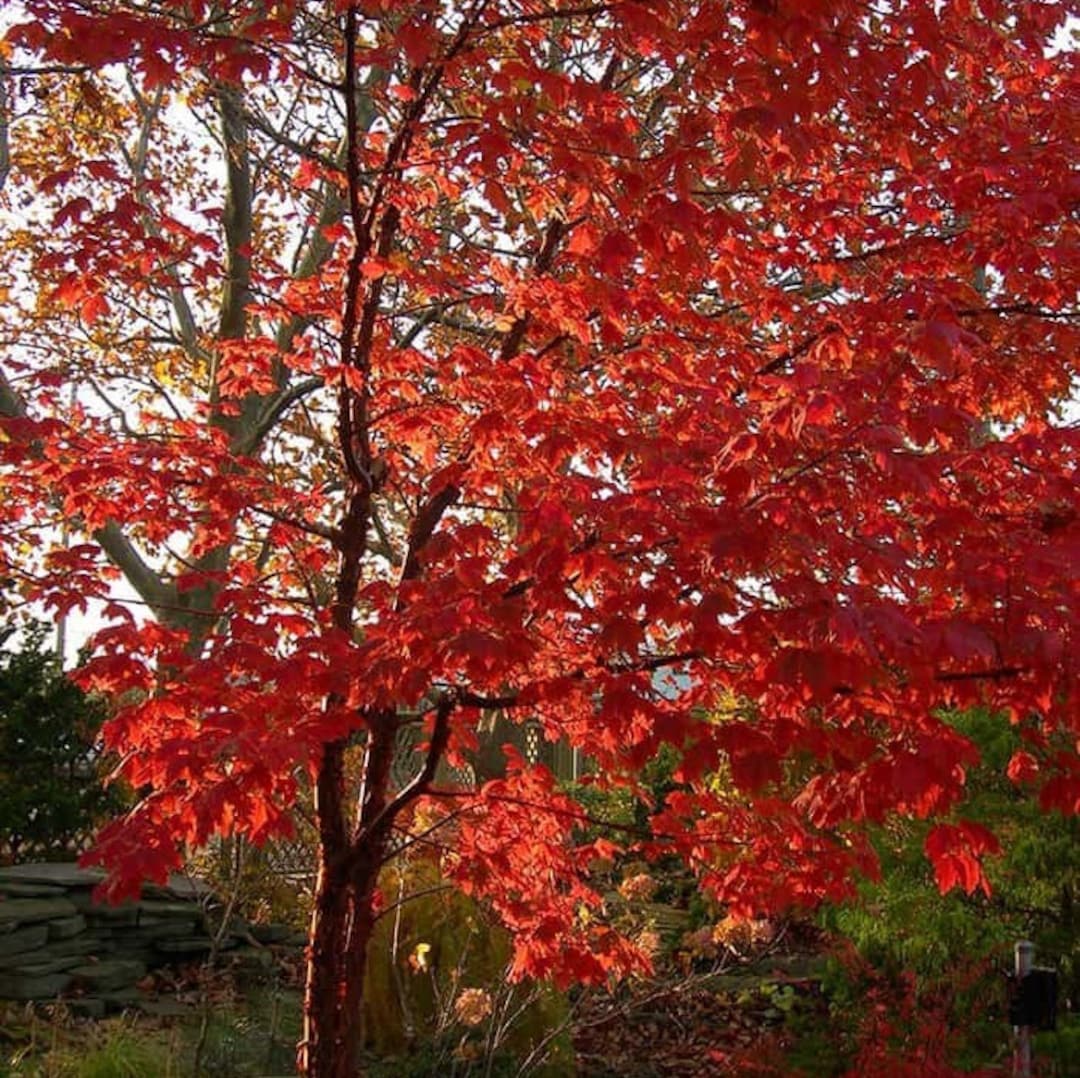 Paperbark Maple Tree (acer Griseum) Seeds - LIMITED BATCH - Etsy
