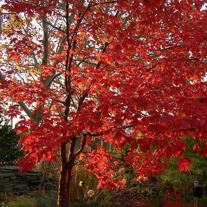 Paperbark Maple Tree (acer Griseum) Seeds - LIMITED BATCH - Etsy