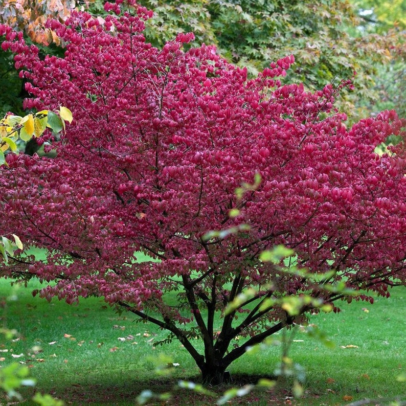 European Spindle Tree (euonymus Europaeus) Seeds - Etsy