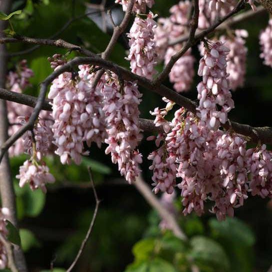 Chain-flowered Redbud Tree (cercis Racemosa) Seeds - Etsy
