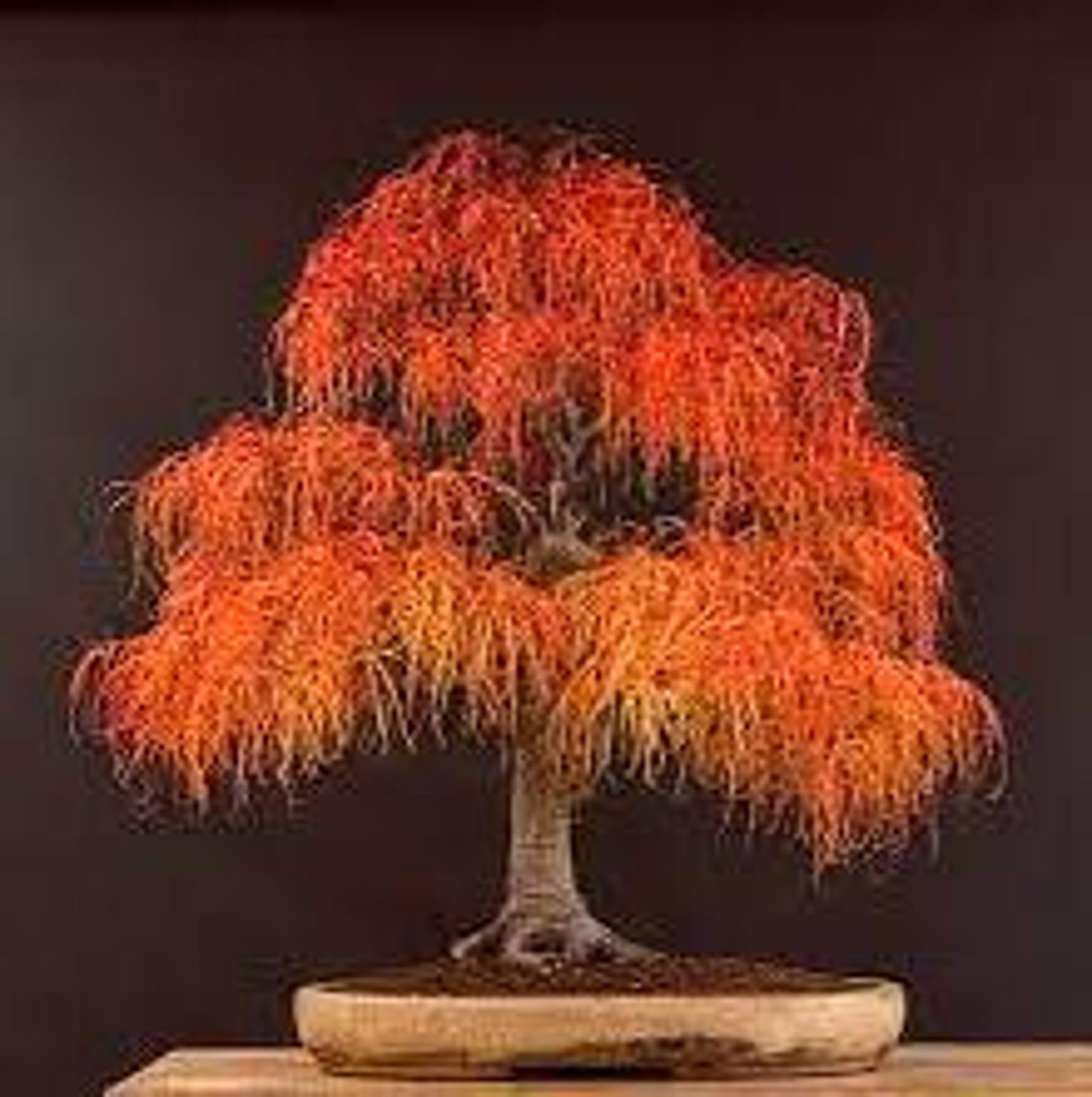 Koto-no-ito Japanese Maple Tree (acer Palmatum 'koto-no-ito') Seeds ...