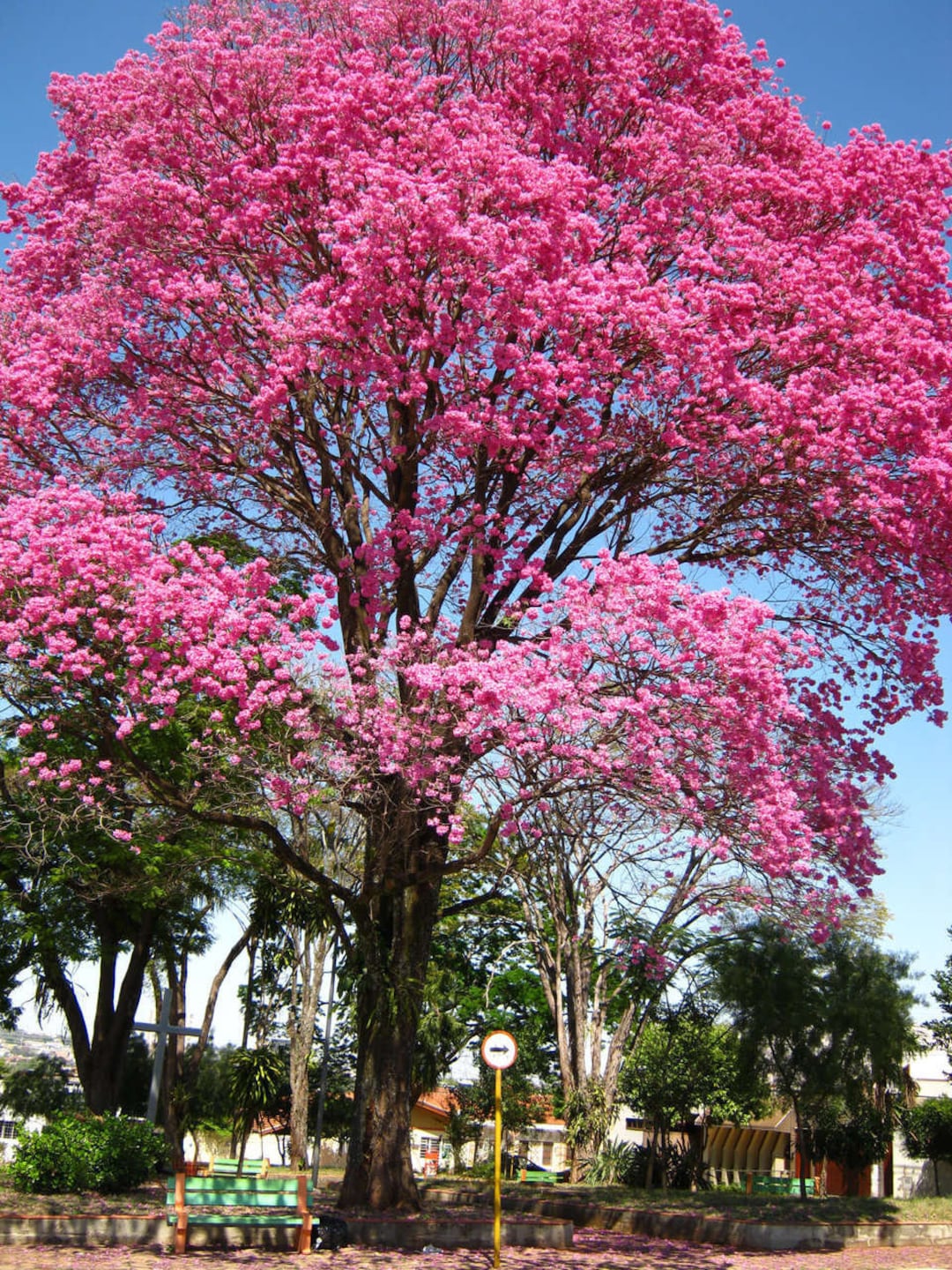 Pink Tabebuia Tree
