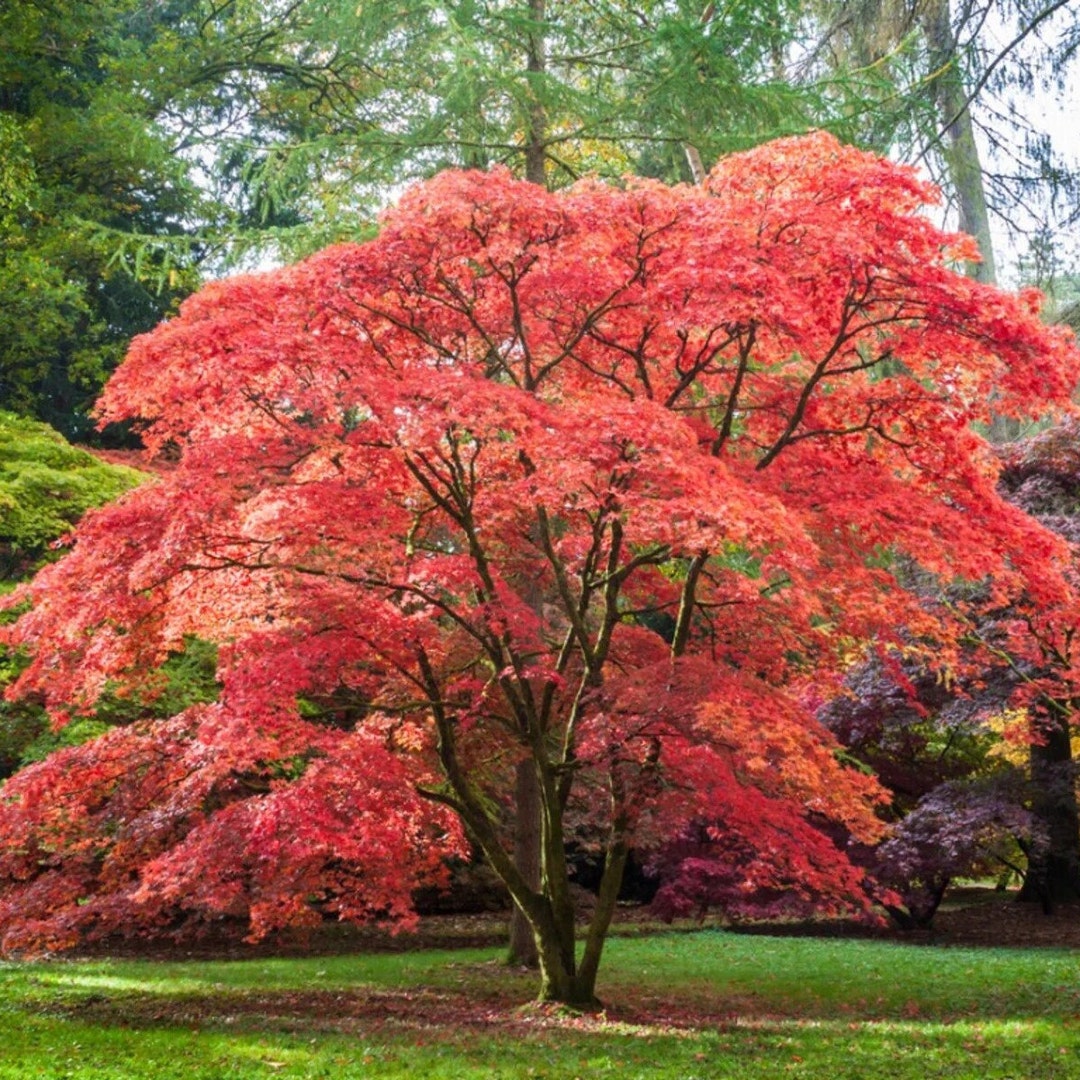 Inazuma Japanese Maple Tree (acer Palmatum 'inazuma') Seeds - NEW FOR ...