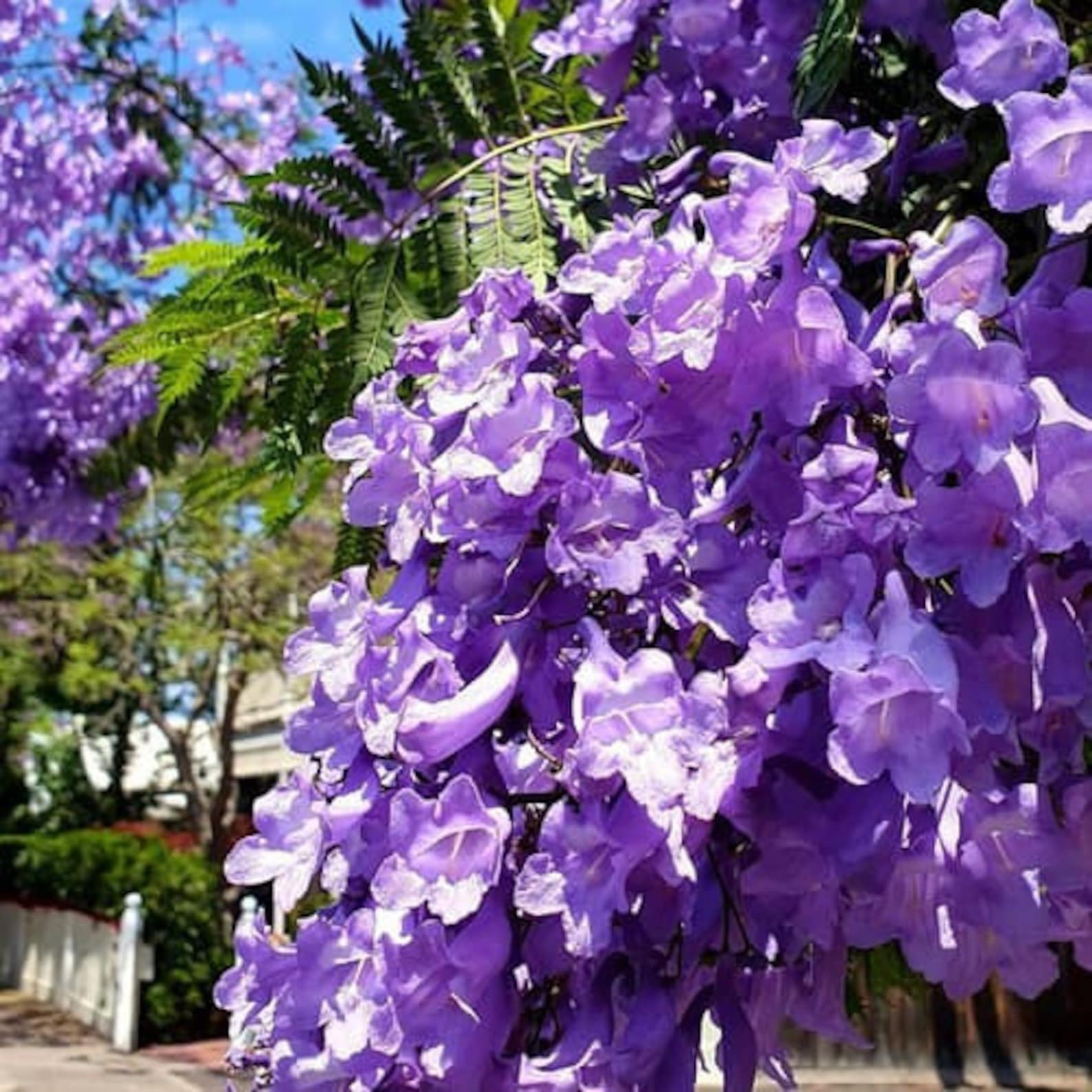 Blue Jacaranda Tree jacaranda Mimosaefolia Seeds - Etsy