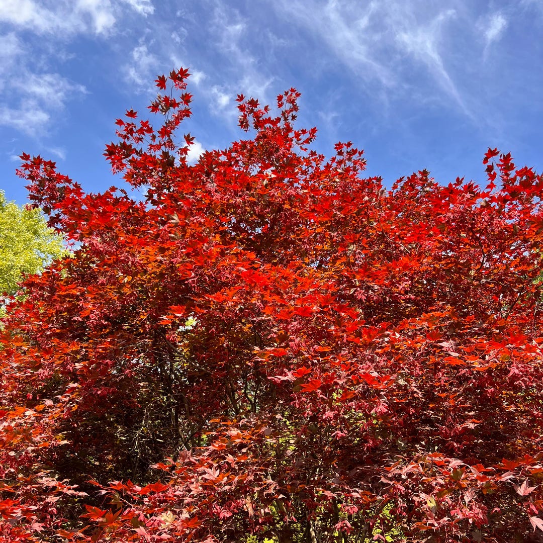 Moonfire Japanese Maple Tree (acer Palmatum 'moonfire') Seeds - NEW FOR ...