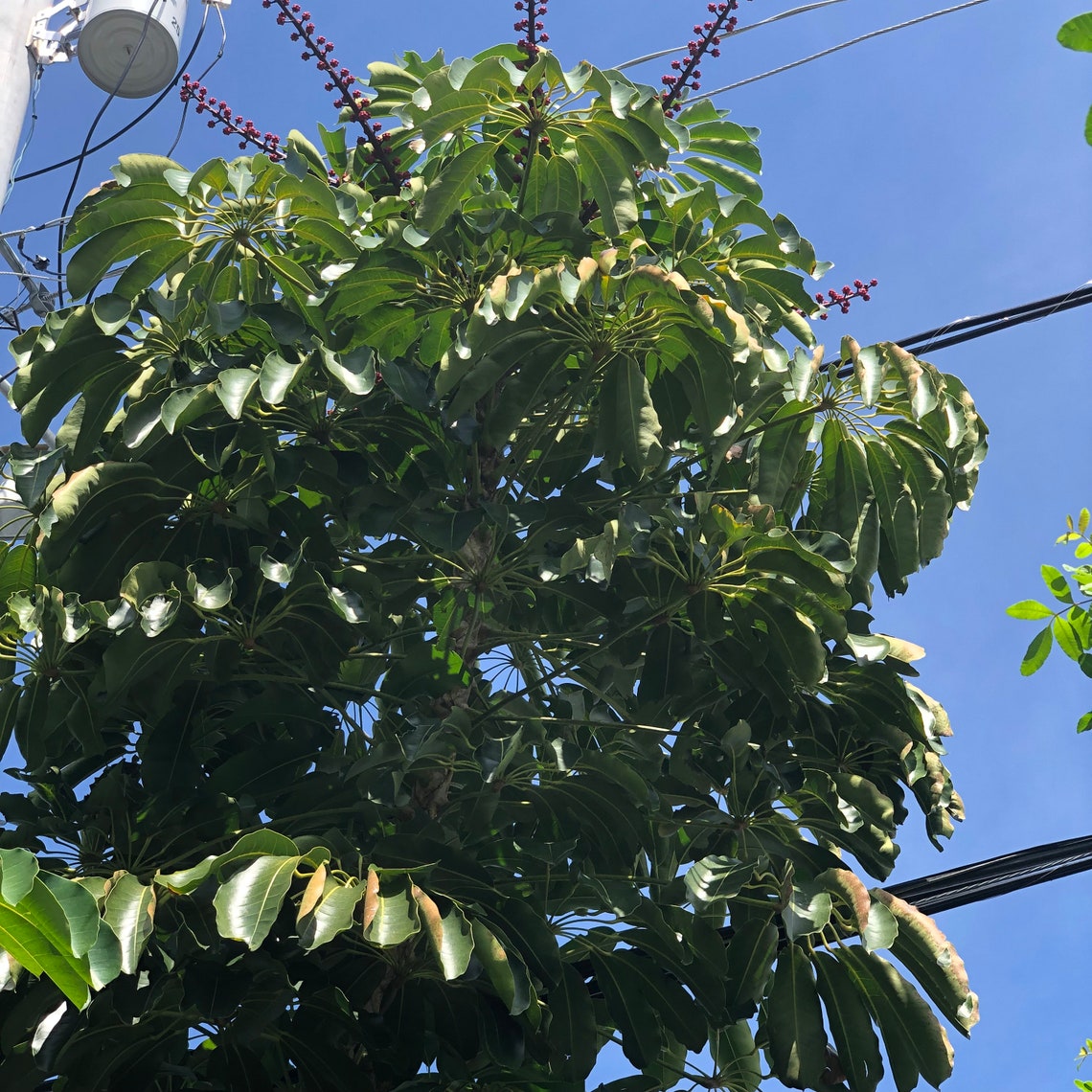 Umbrella octopus Tree schefflera Actinophylla - Etsy