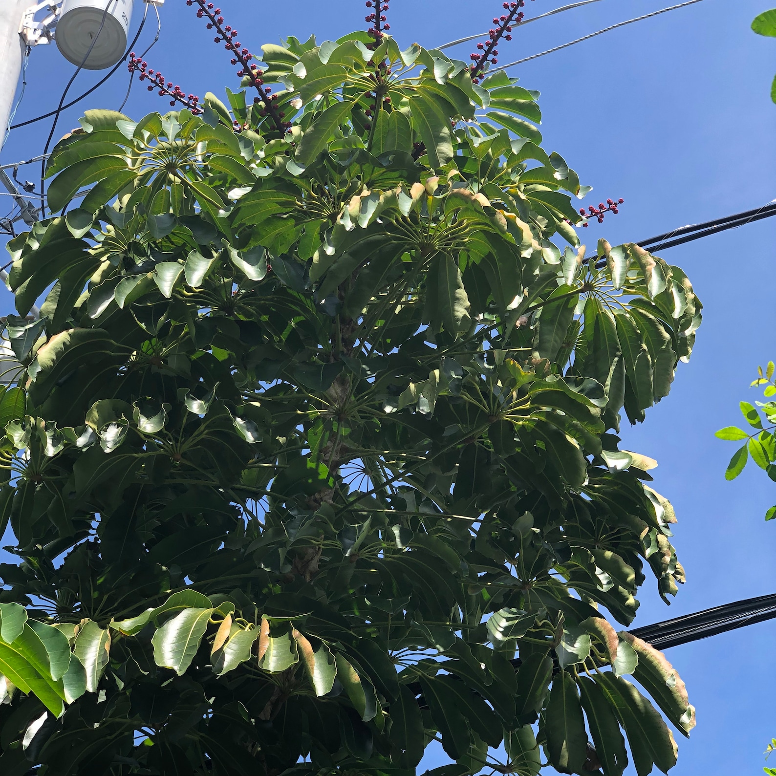 Umbrella "octopus" Tree (schefflera Actinophylla) Seeds - Etsy