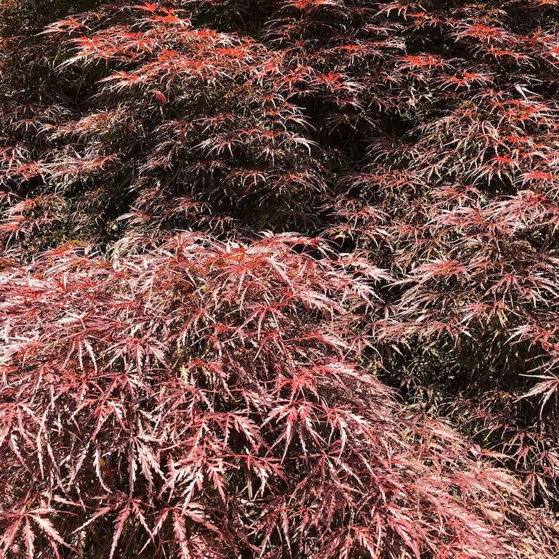 Garnet Tower Japanese Maple Tree acer Palmatum Matsumurae - Etsy Hong Kong