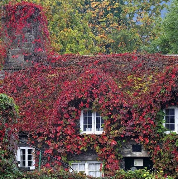 Virginia Creeper Ornamental Vine Plant (parthenocissus Quinquefolia ...